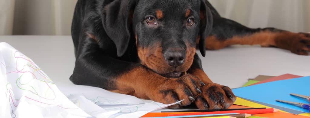 Occupational Therapy Interventions For Children With Autism K9 Consulting occupational-therapy-interventions-for-children-with-autism-k9-consulting